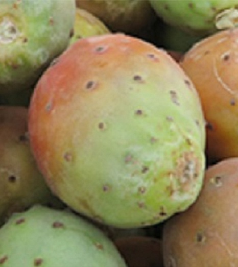 %e3%82%b5%e3%83%9c%e3%83%86%e3%83%b3%e3%82%aa%e3%82%a4%e3%83%ab%e3%81 ...